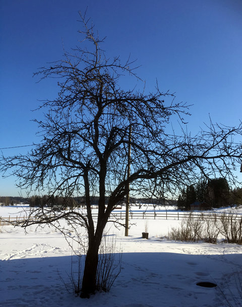 Nassulan puutarhuri : LUUMUPUU JA OPETTELEVAT OKSASAKSIKÄDET