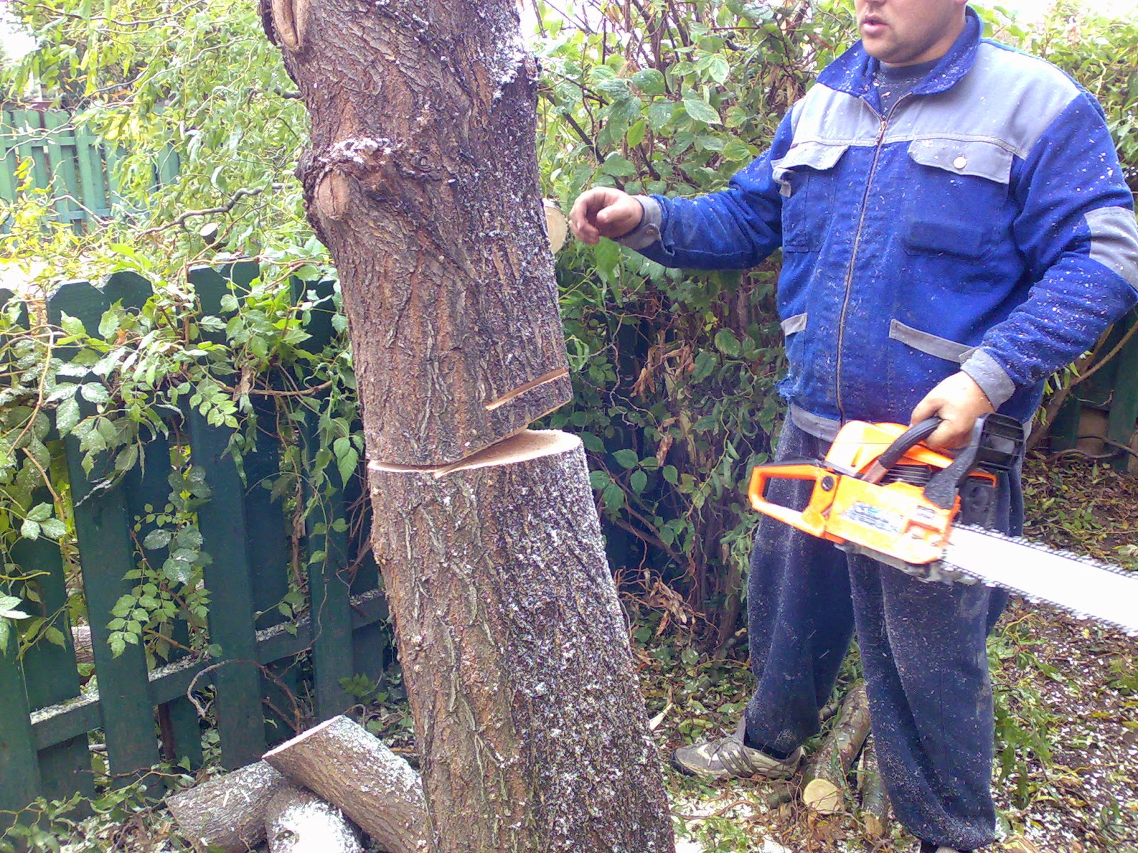 Piticul de Grădină: Tăieri de arbori
