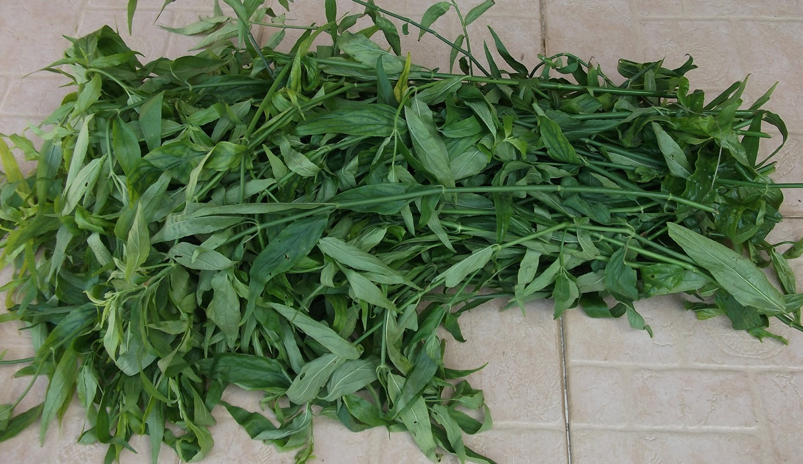 Sabah Snake Grass Dealer Singapore: Prices of Sabah Snake Grass Leaves