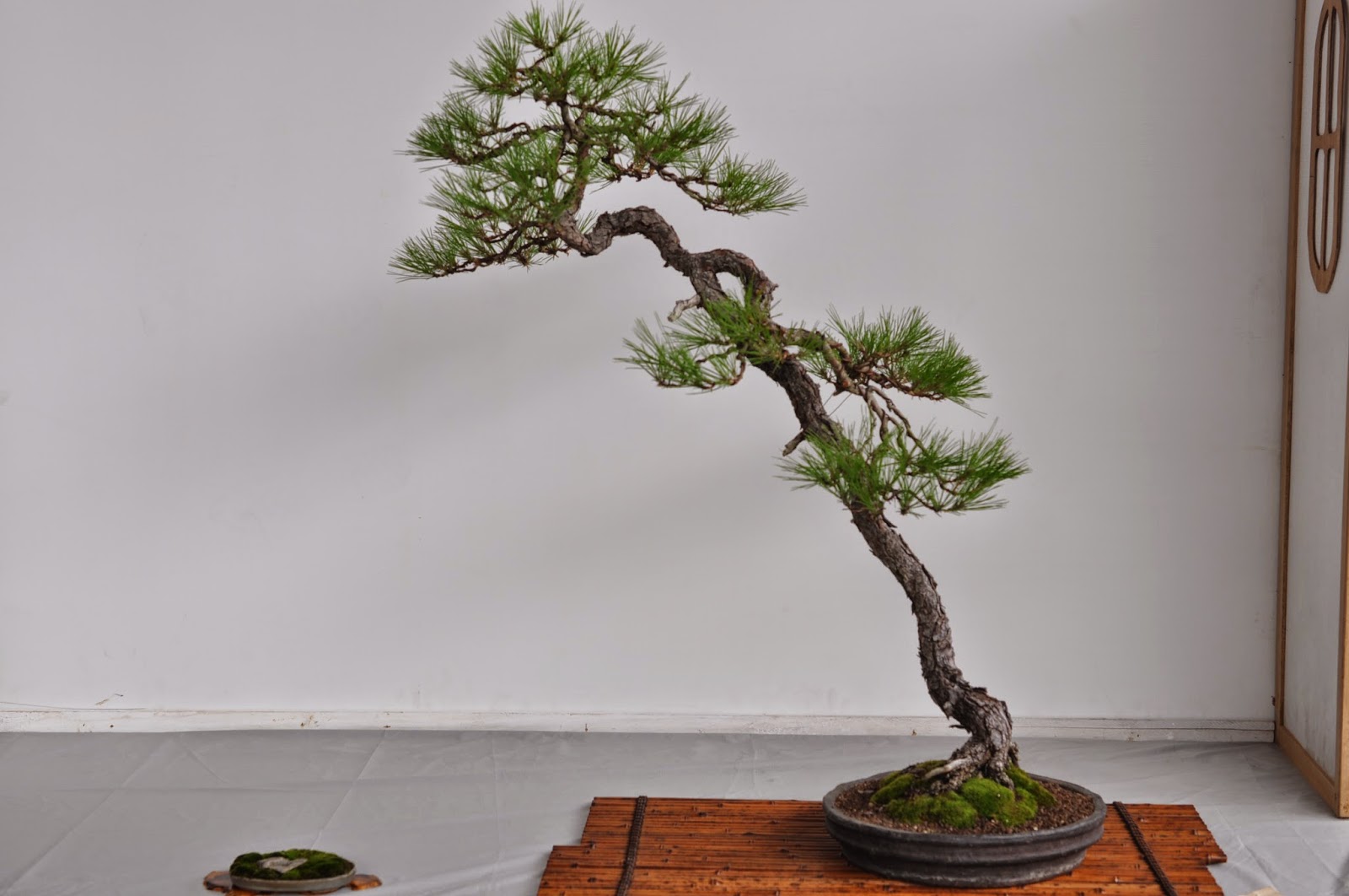 All in One Bonsai and Ceramics: Taichung Bonsai Exhibition