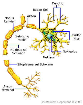 Vivy's Learning Blog: Saraf Otak