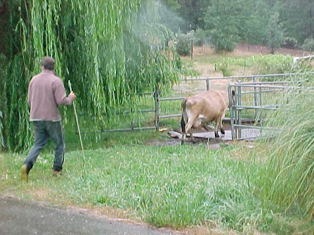 Oak Meadow Farm: Beautiful Bossy, the dairy cow