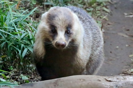 Japan of hope and safety 原子力緊急事態宣言: Biological monitoring in Kanagawa ...