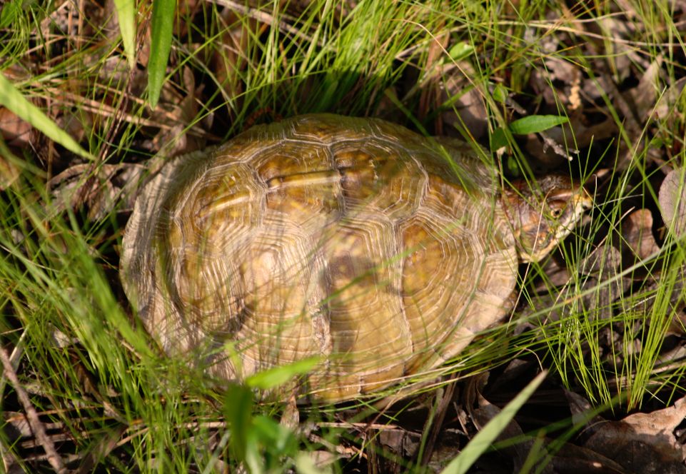 Classification Biology Project: Three-toed Box Turtle
