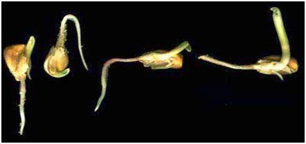 Gerak Pada Tumbuhan - Belajar Sains