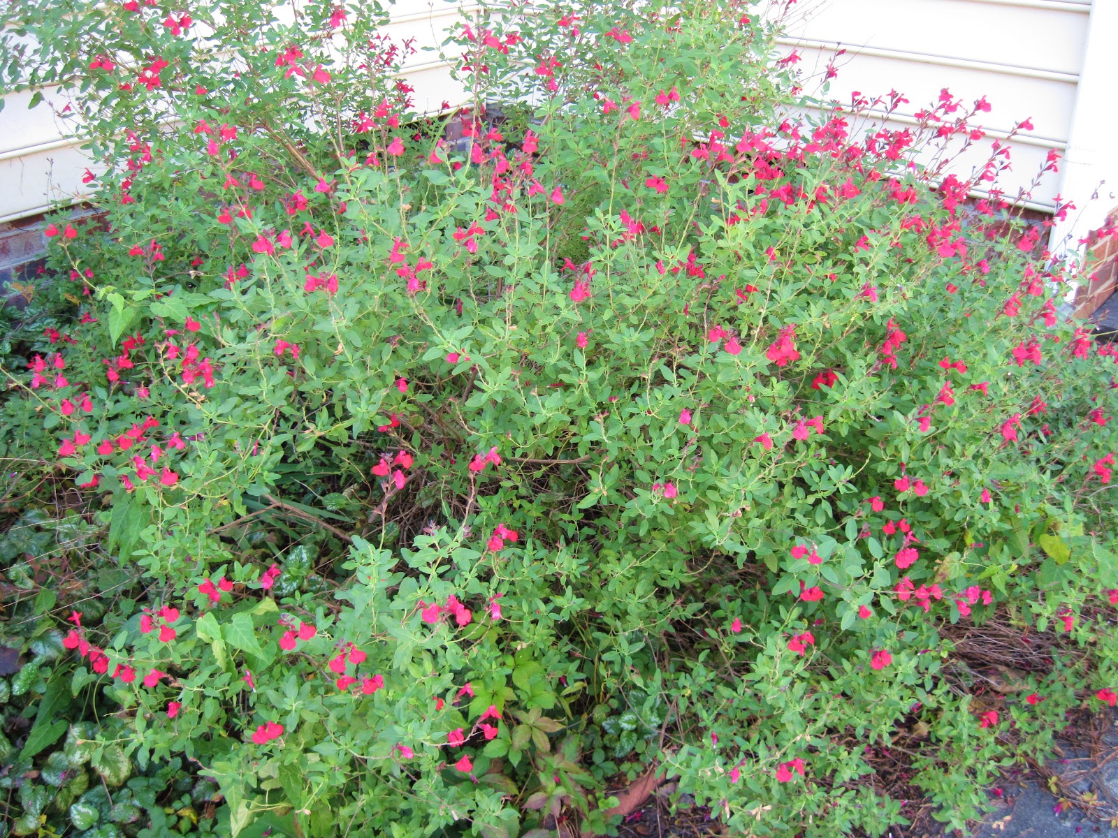Central Virginia Organic Gardener: Autumn Sage: Salvi greggii