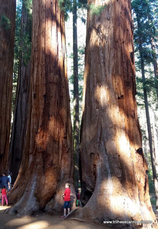 Parque Nacional das Sequoias, na California: caminhando entre gigantes ...