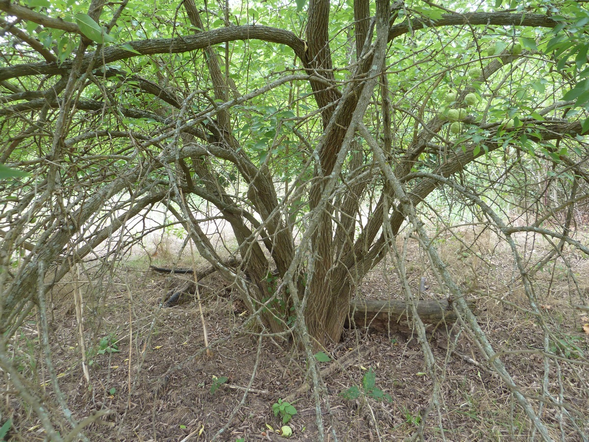 Springfield Plateau: Osage Orange
