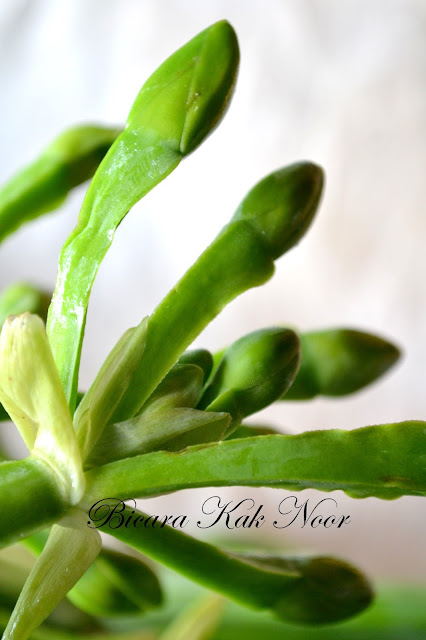 Paku Rawan // Genjer Sayur Atau Ulam Yang Sangat Nostalgia - Dapur Kak Noor