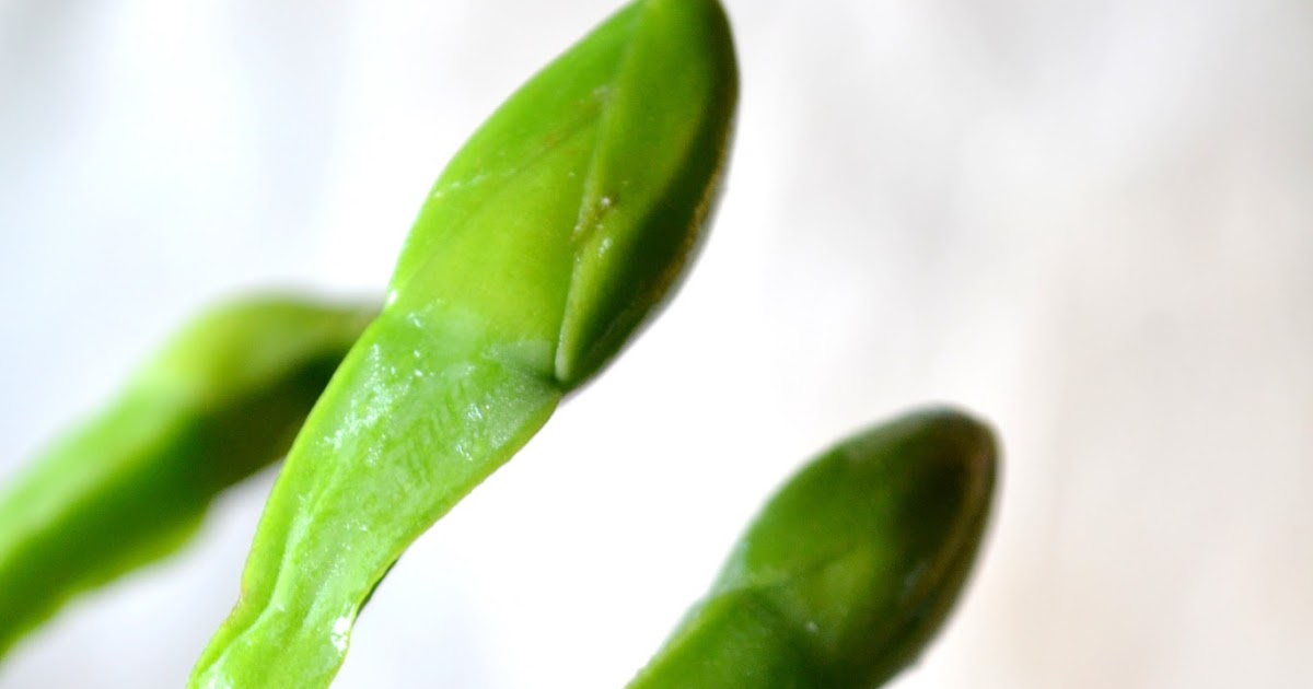 Paku Rawan // Genjer Sayur Atau Ulam Yang Sangat Nostalgia - Dapur Kak Noor