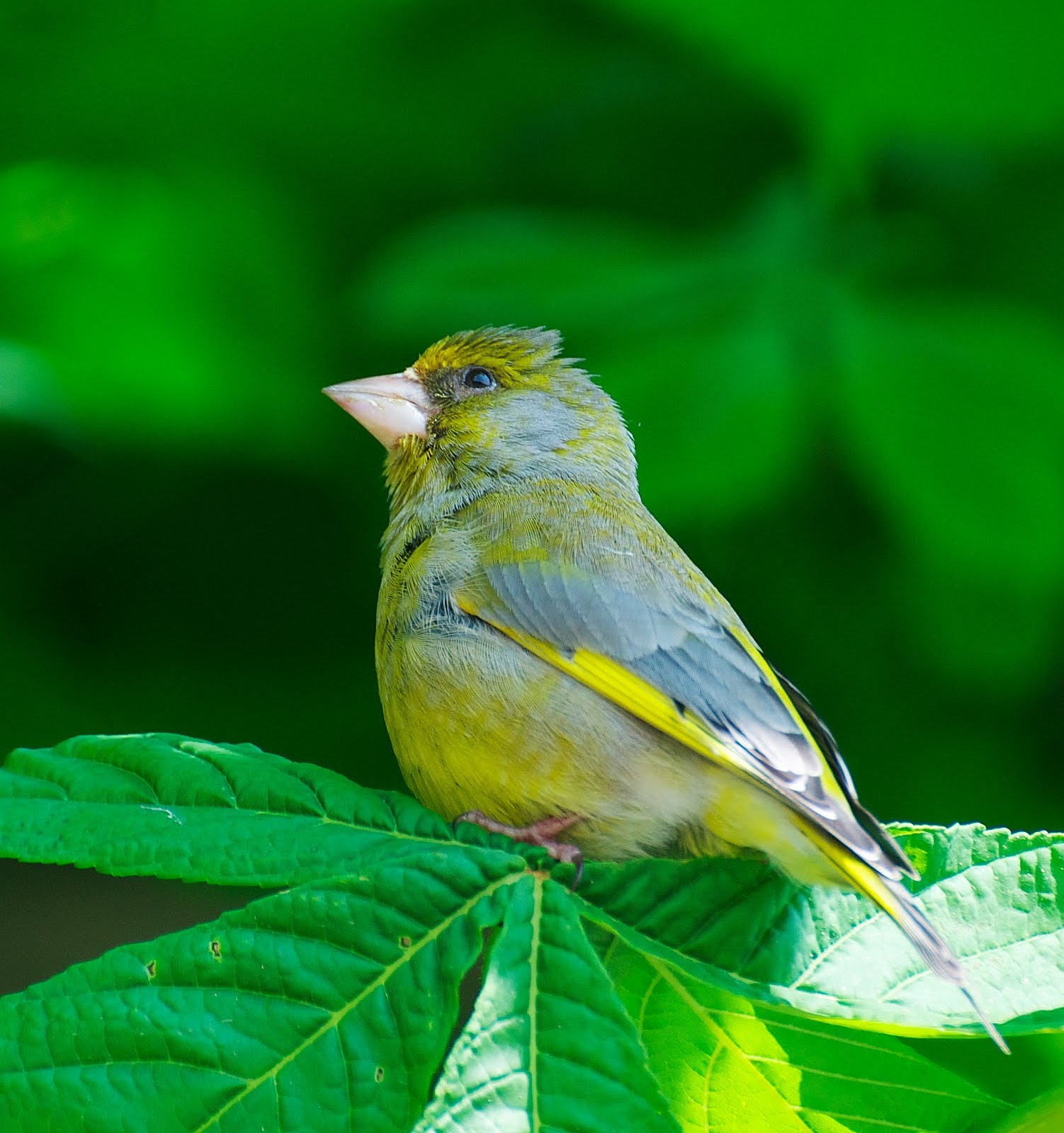 NW Bird Blog: European Greenfinch