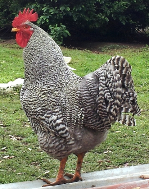 Birding with Trish: Farmyard Critters