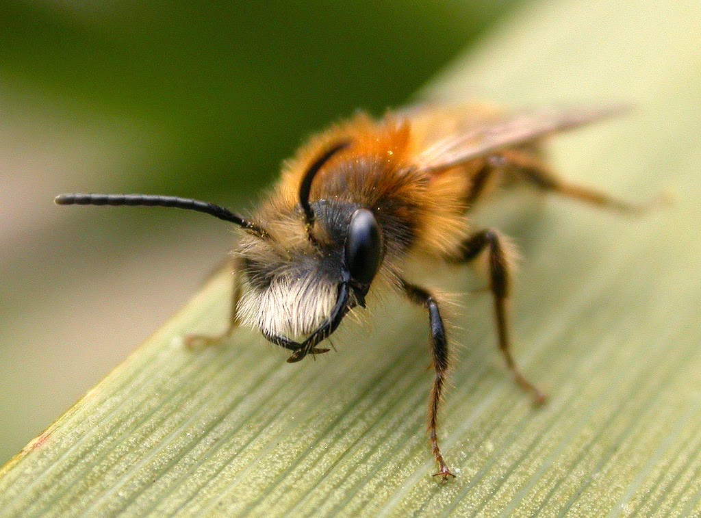Species of UK: Week 54: Miner Bees (‘Andrena’)