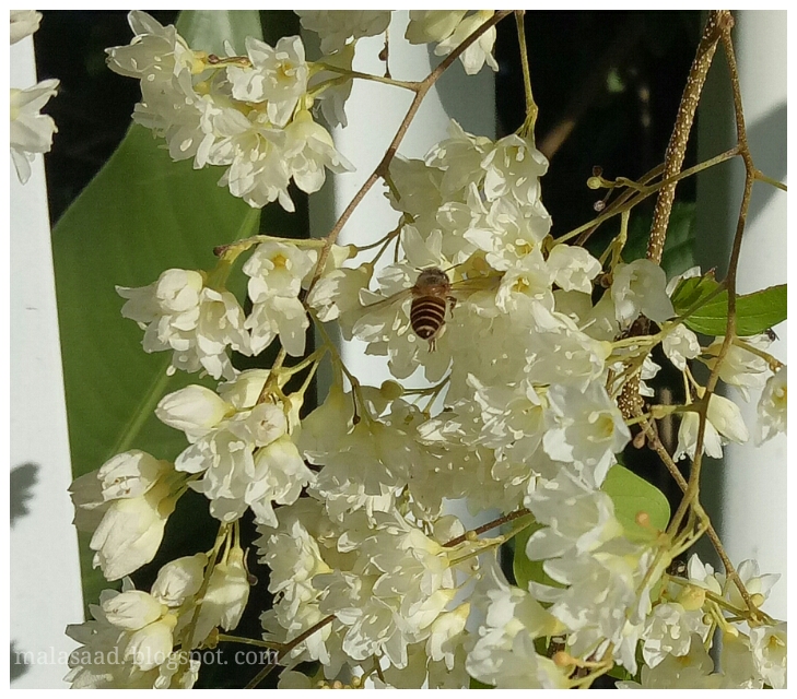 My Green Eye's: Porana Volubilis / Snow Vine