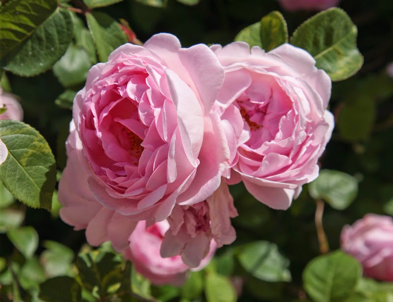 Fortnam Gardens: Linda Allard's Gardens