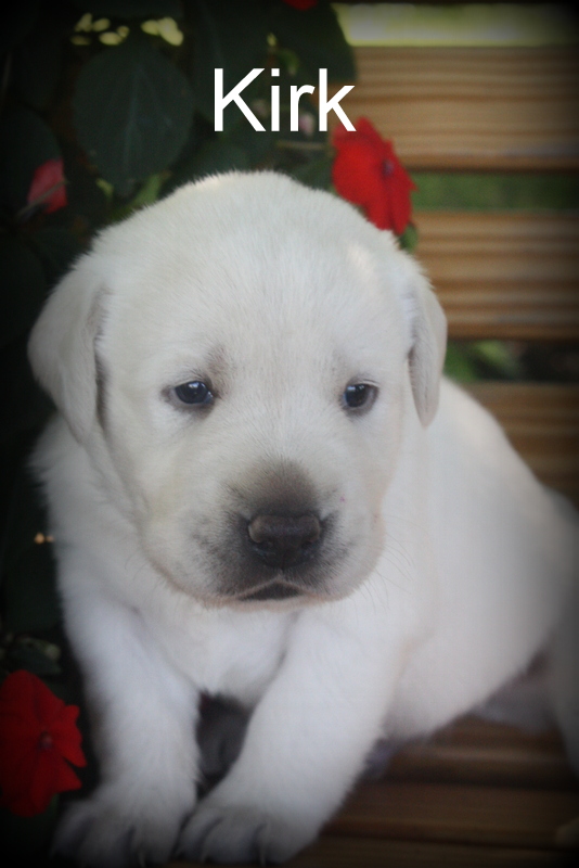Maplewood Labradors: New Pictures - Our White Labrador Puppies!!!!
