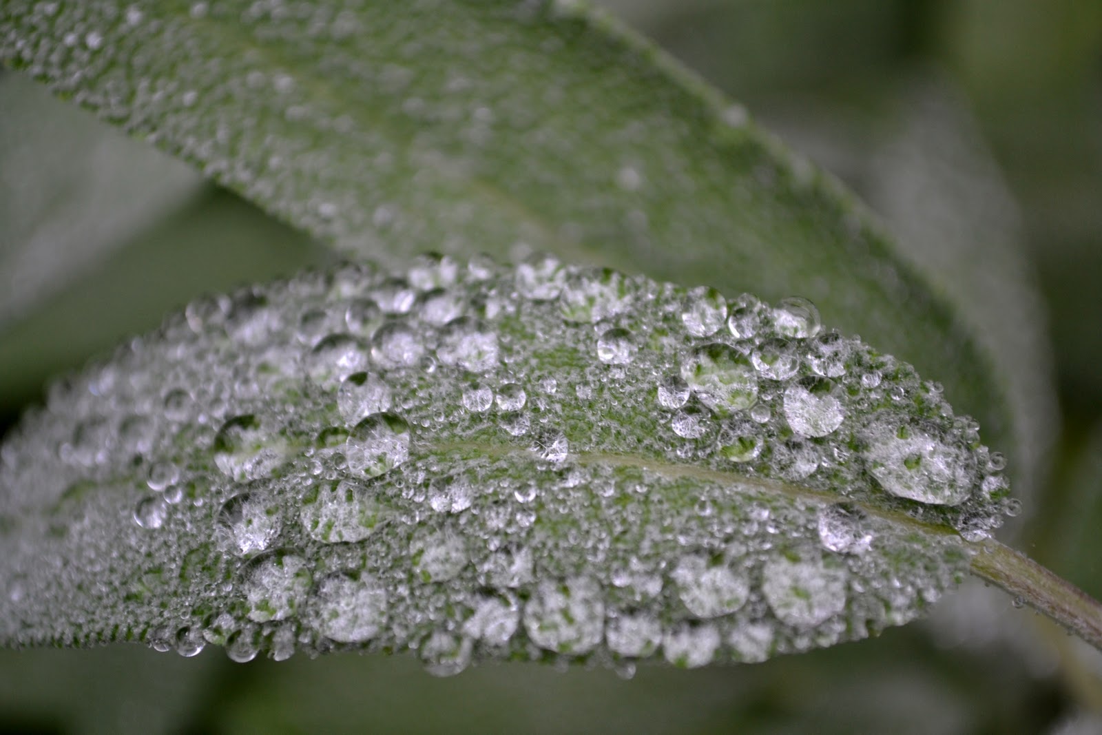 A picture here and a picture there: Rain drops