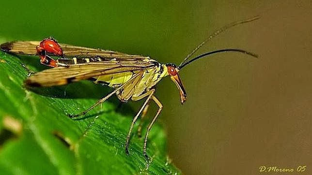 Radio Disco 98.5: Los diez insectos más raros del mundo