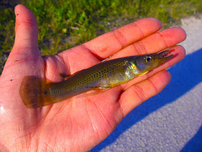 Virginia Tech Ichthyology Class : Pike Killifish: A Small, Specialized ...