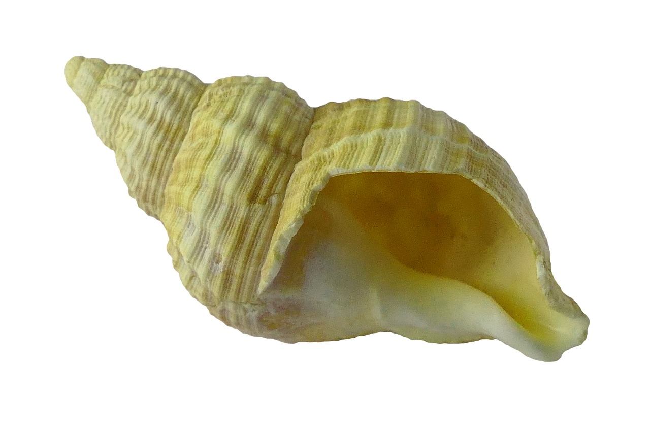 Yellow Seashell