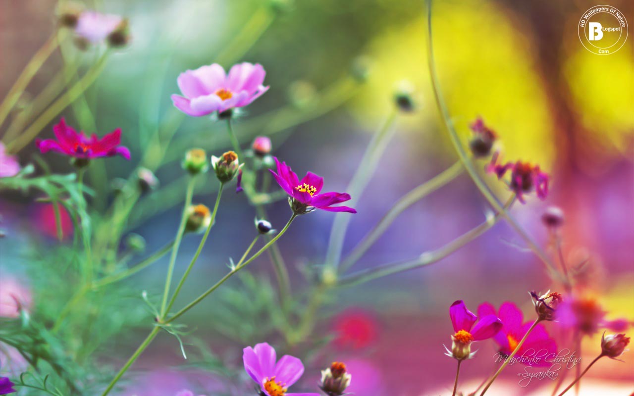 HD Flower Pictures | hd wallpapers of nature