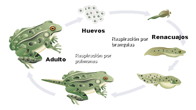 Reproducción SEXUAL en animales ~ Con-CIENCIA