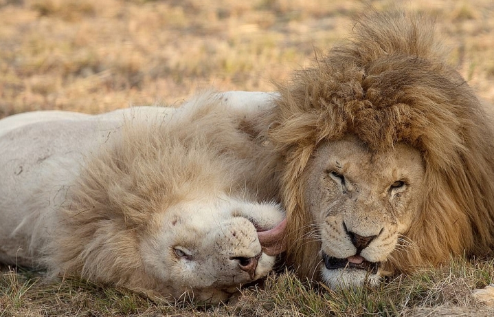Male And Female Lions Cuddling