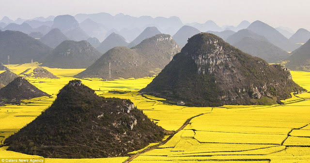 Pemandangan Lautan Bunga Kuning Di China
