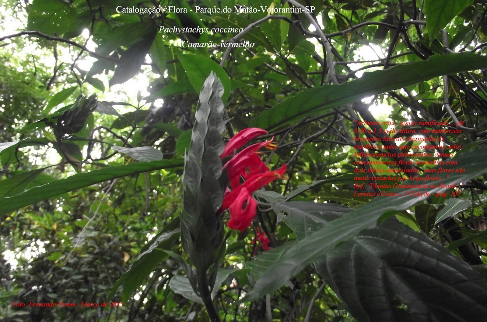 Naturalista Votorantinense: Pachystachys coccinea - planta' Camarão ...
