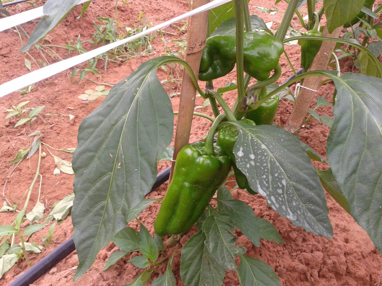 Paraguay: un milagro americano!: Locote paraguayo con calidad de ...