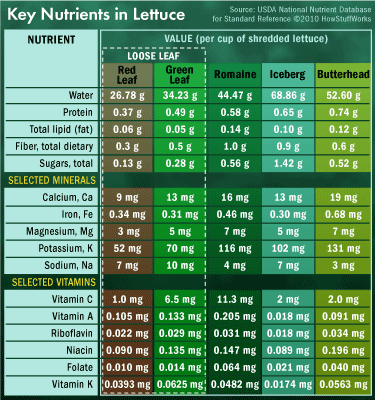 Lettuce Types Chart