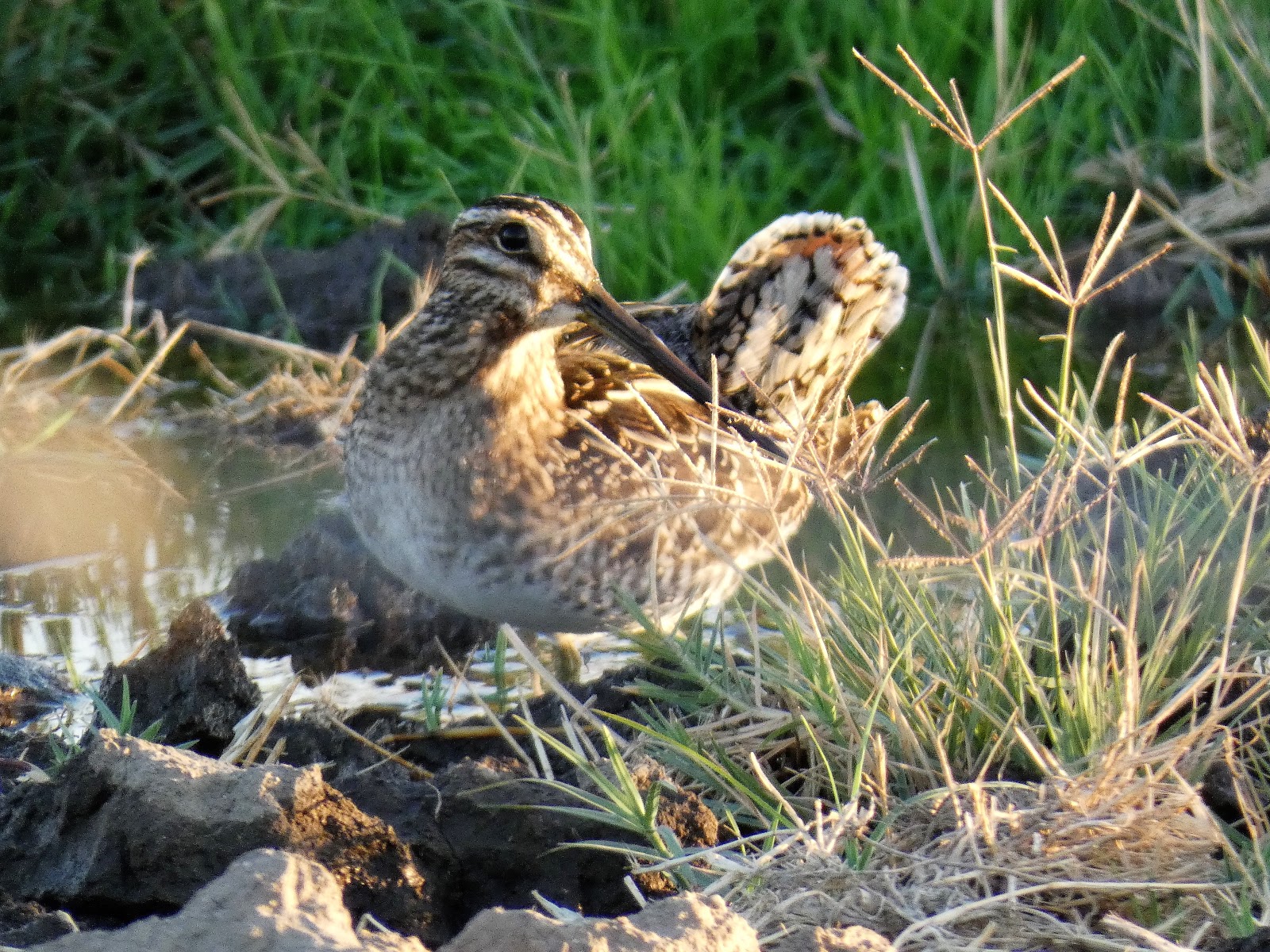 Geotripper's California Birds: It's a Snipe Hunt! I Found Mine at the ...