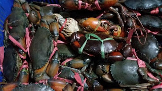 Tips dan Cara Masak Kepiting Asem Manis Lebih Enak,Lezat dan Tidak Amis