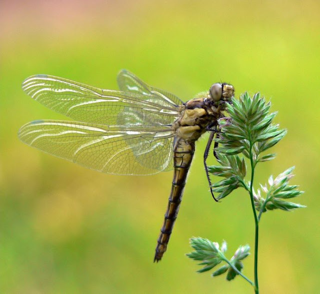 Amazing Dragonfly Insect - Dragonfly Facts, Images, Information ...