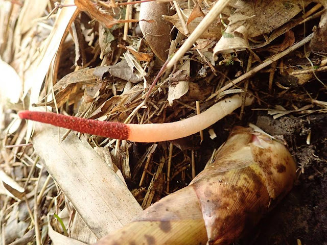 艾~台灣的真菌手札 (Emily, Amy & Allan's Taiwan fungi journal): 【No.194】 Mutinus ...