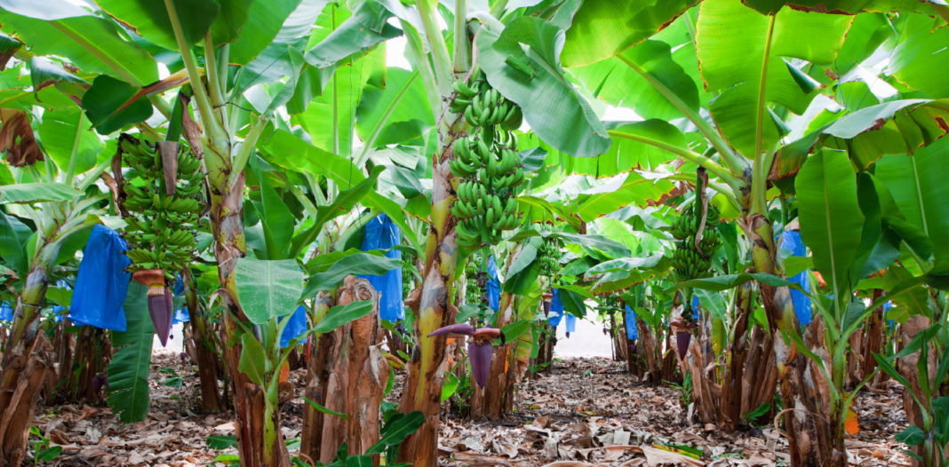 Panorama Rural, Ahora: ECUADOR: Bananeros expondrán su realidad laboral ...
