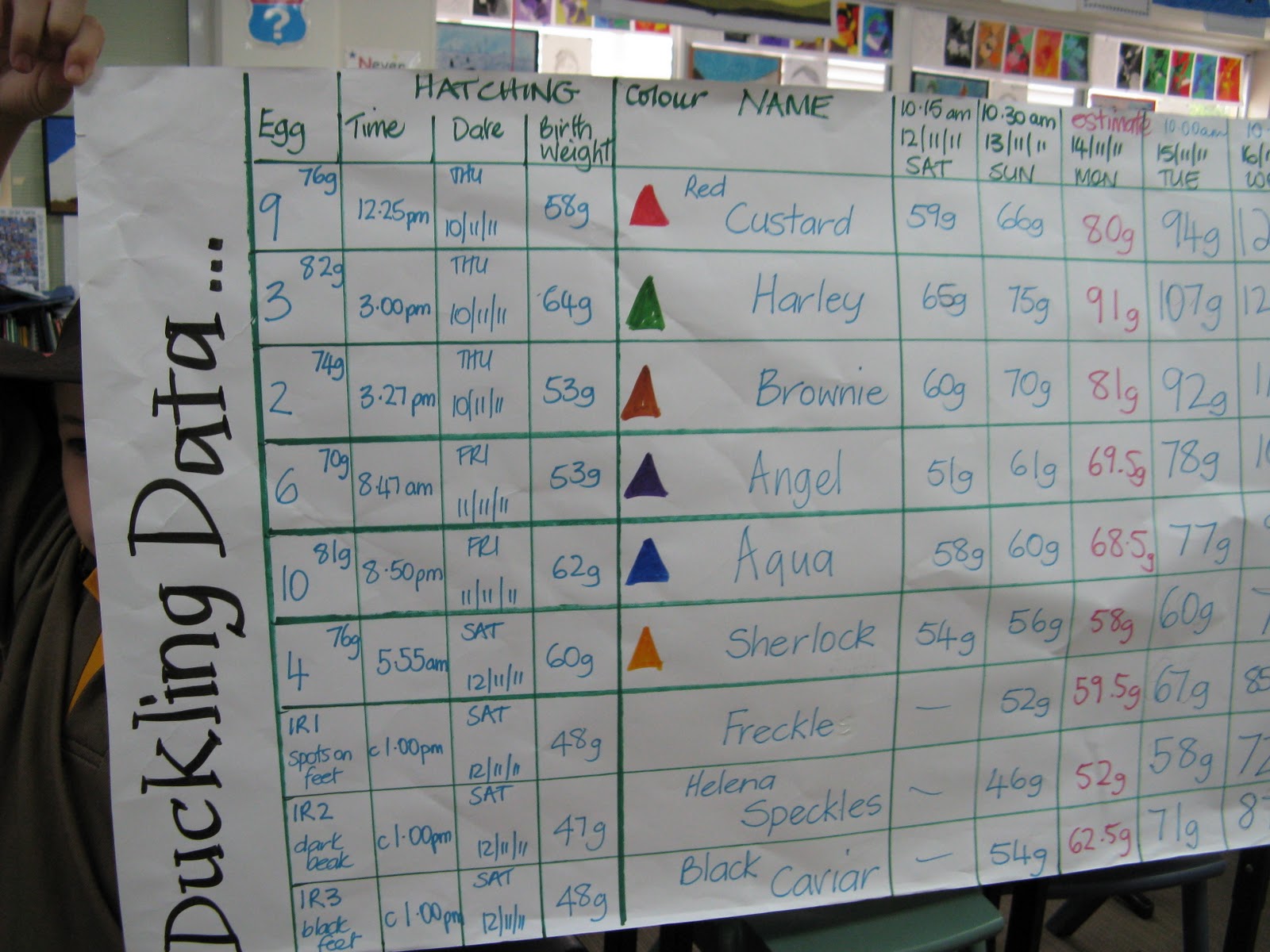 Mrs Wilson's Year 2 Classroom Blog: Hatching ducklings in the classroom