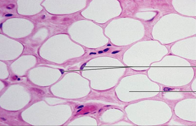 Uniquely Maladjusted: Let's Tour the Human Body...