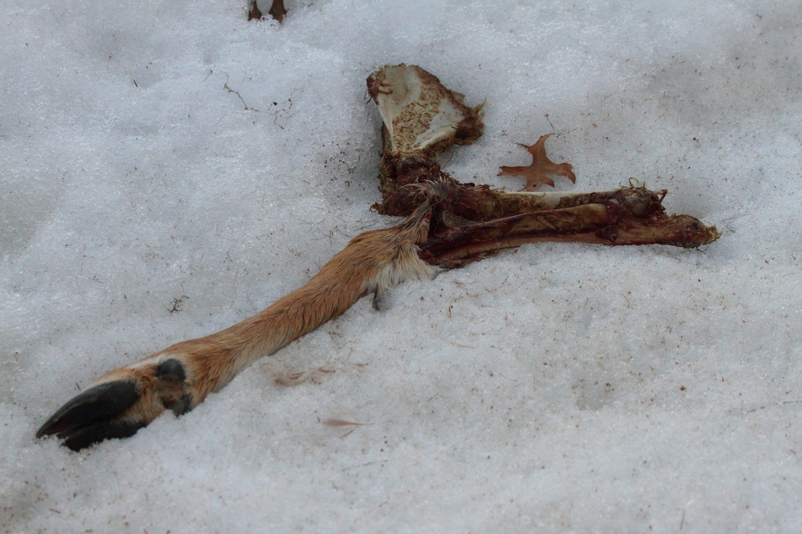 Squam Lakes Natural Science Center Blog