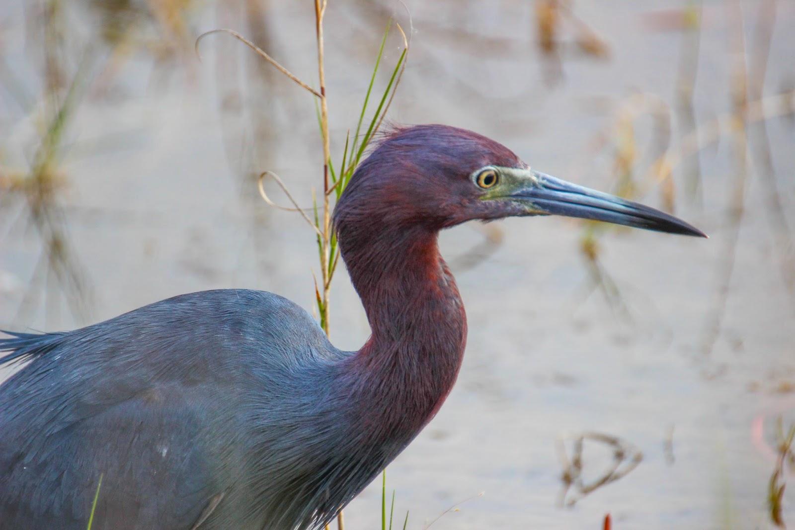Cannundrums: Little Blue Heron