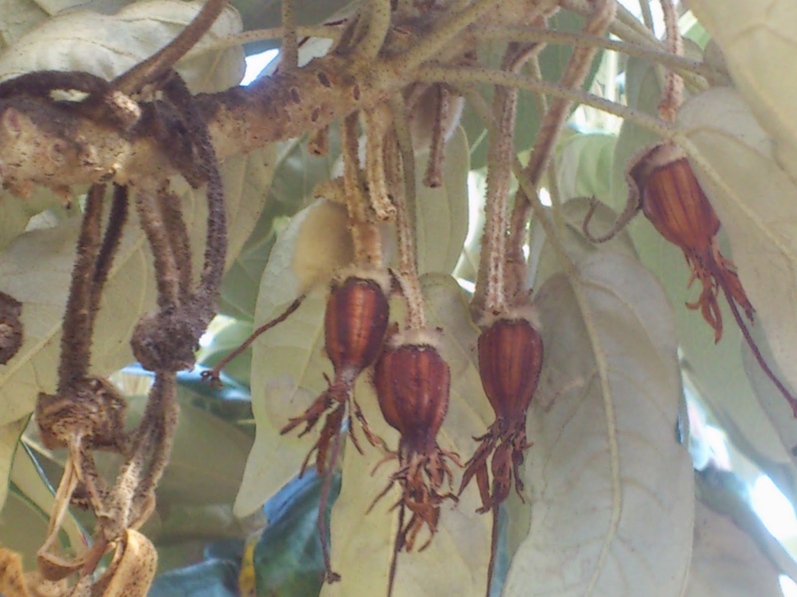 Bonsai Mauritius: Trochetia Boutoniana National Flower of Mauritius