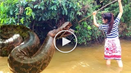 WOW! BRAVE GIRL CATCH SNAKE USING SIMPLE TRAP – INCREDIBLE GIRL CATCH ...