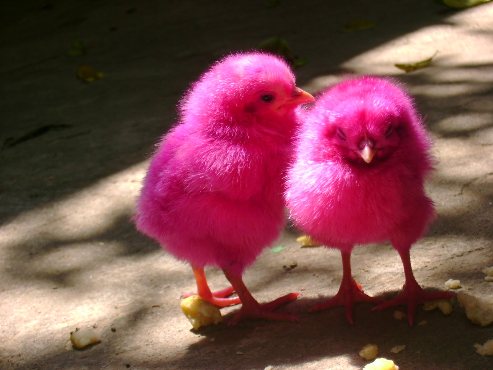 PINK CHICKEN @PanConPapaya en twitter :D