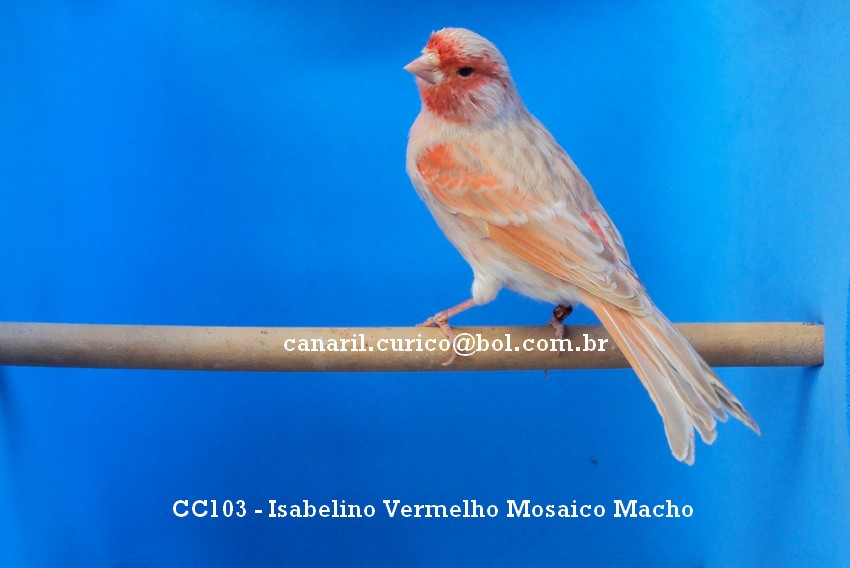 Canaril Curico - Canário de Cor: Fotos Canários