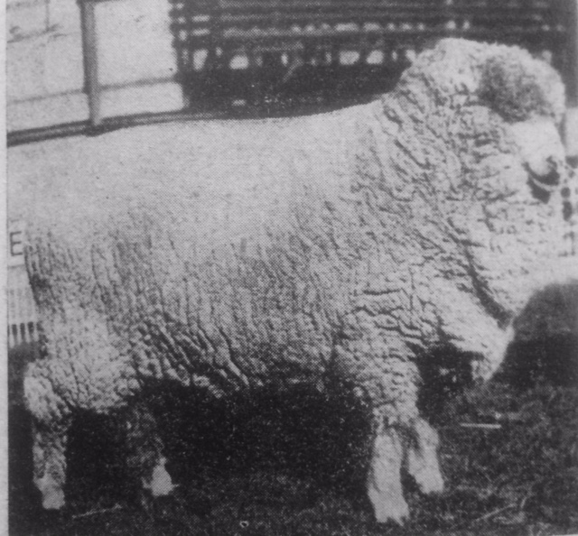 Zootecnia Digital: Entre "finos" y "planteles" ... DOS: los IDEAL ...