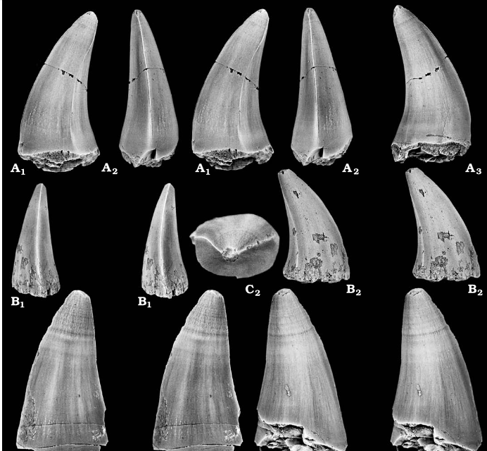 Extinct Animal of the Week: Clidastes In Europe?
