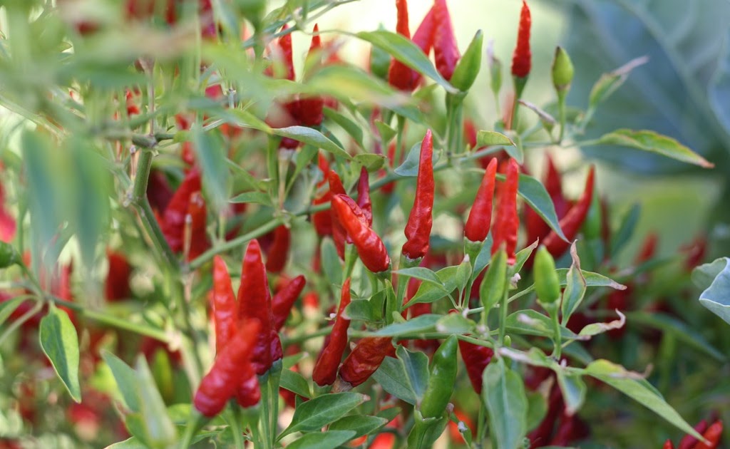 Dunia CMelor: Tip Lebatkan Buah Cili