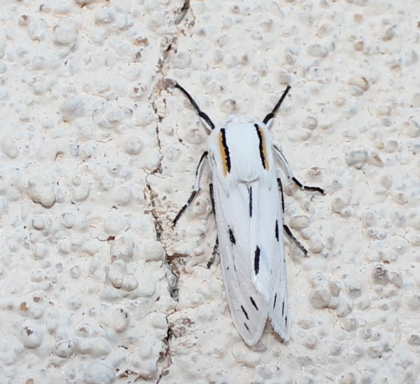 Big Bend - Texas Nature: Dignified moths