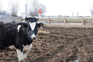 MEC&F Expert Engineers : OSHA fines Sunrise Organic Dairy in Idaho ...