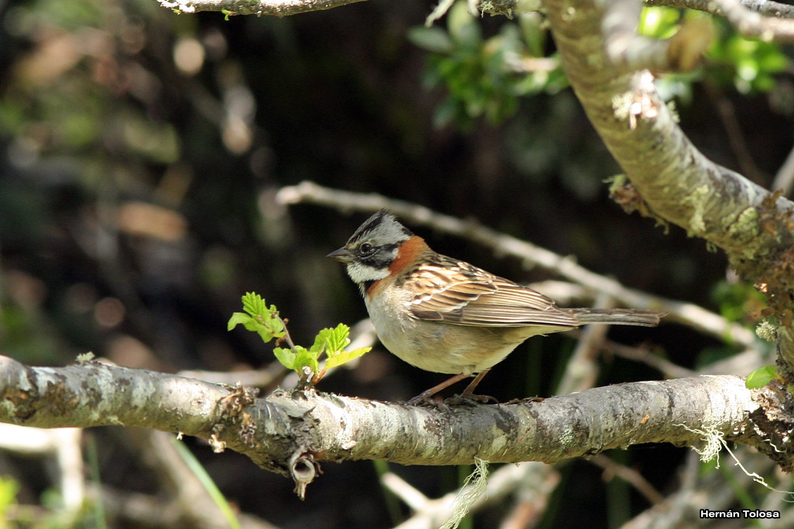 Aves en Chile: Chingolo / Chincol (Zonotrichia capensis)